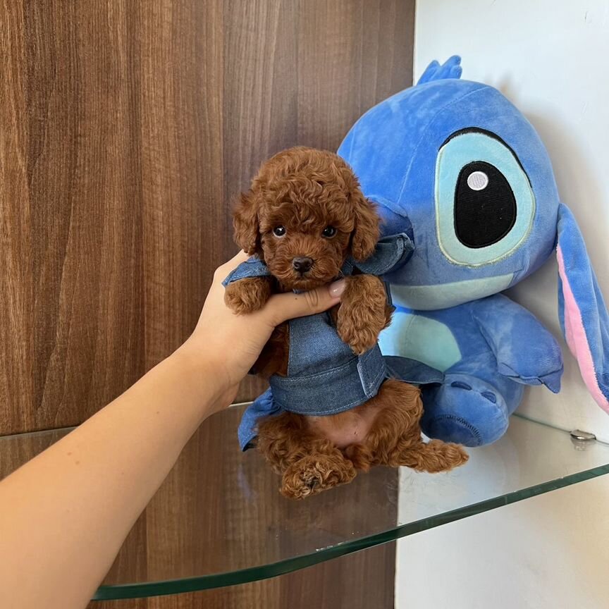 Той-пудель mini девочка red brown