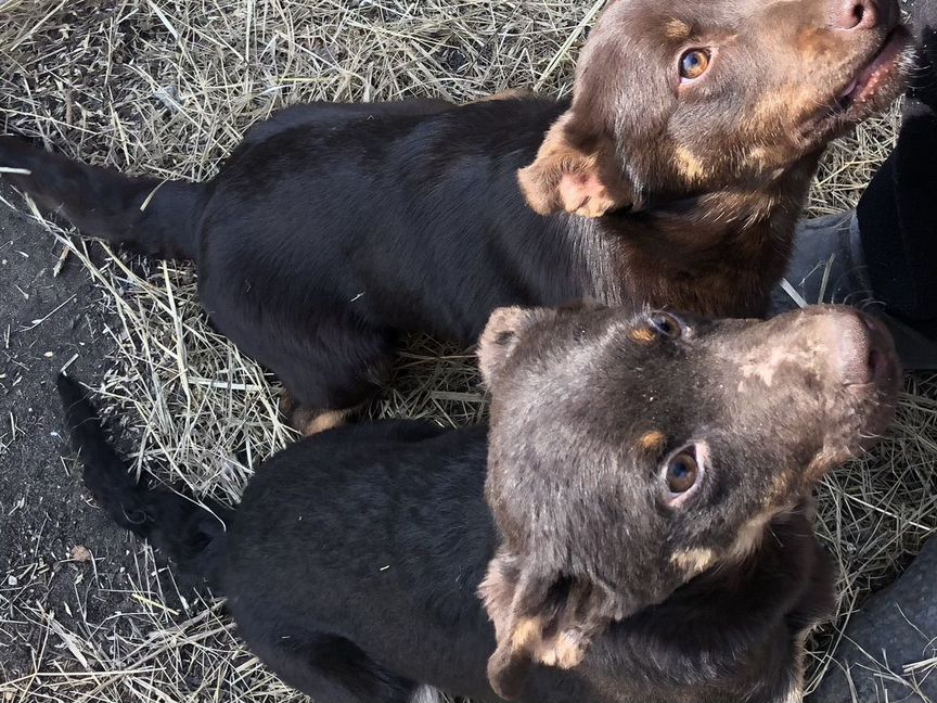 Австралийская келпи