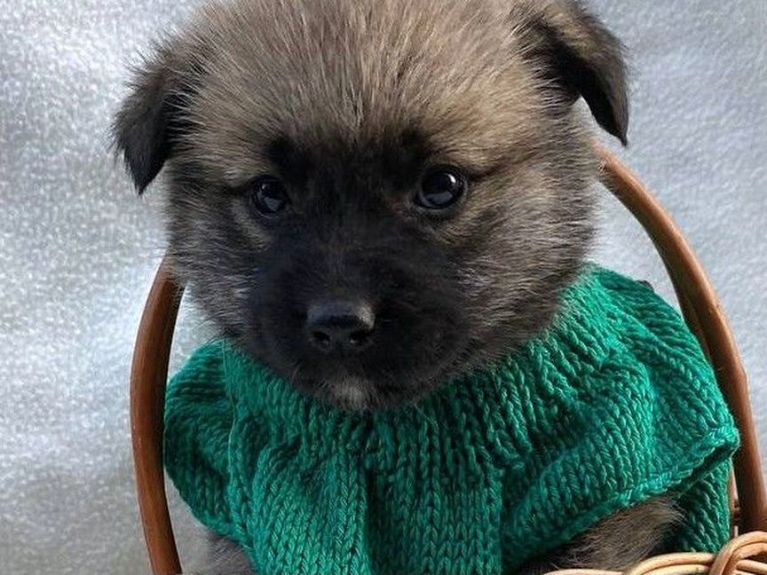 Малышка Баффи