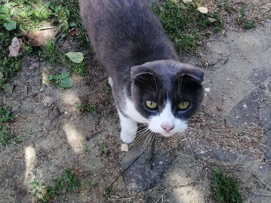 Шотландский кот в добрые руки