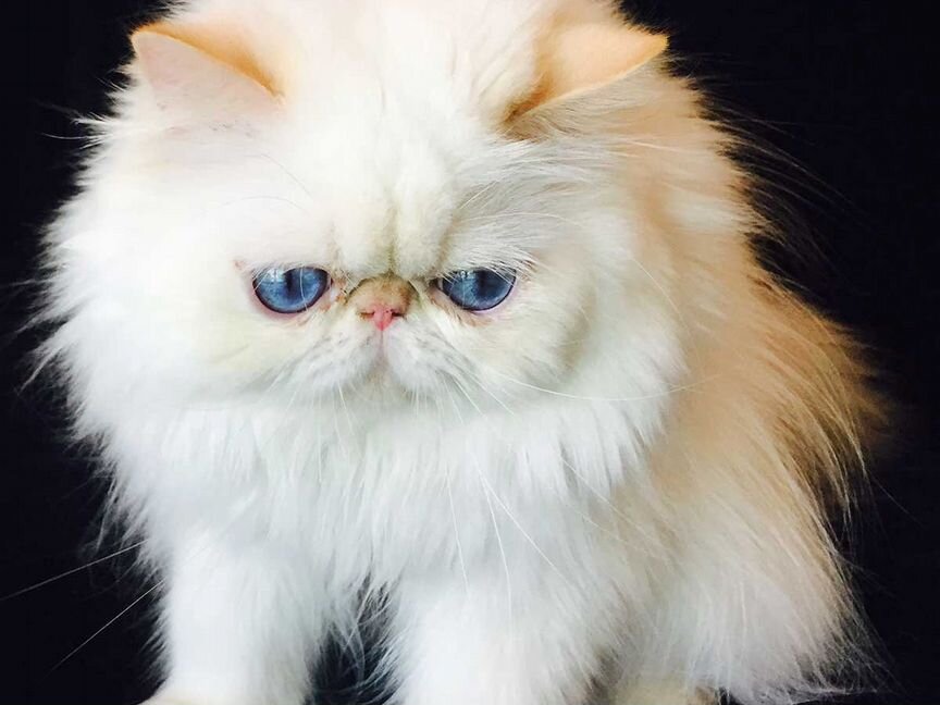 Персидский кот