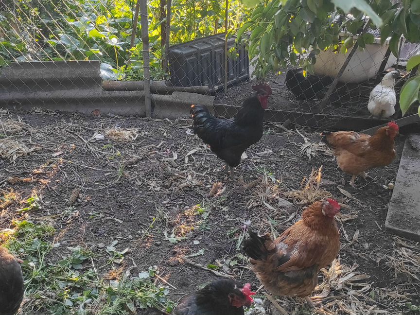 Молодые петухи ухейилюй