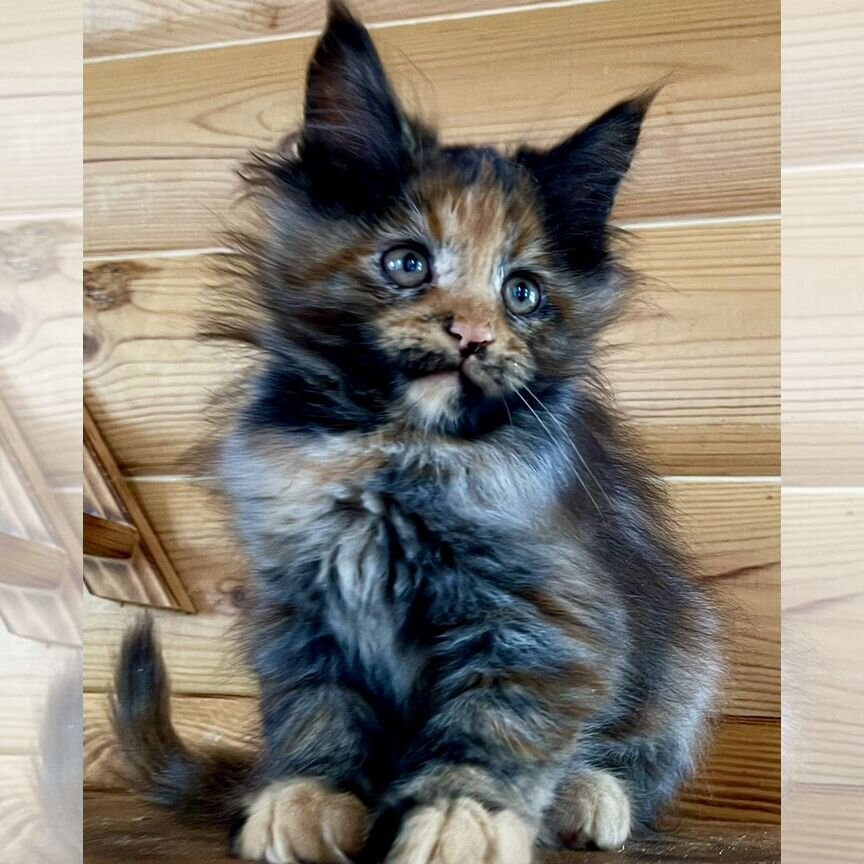 Мейн-кун котёнок
