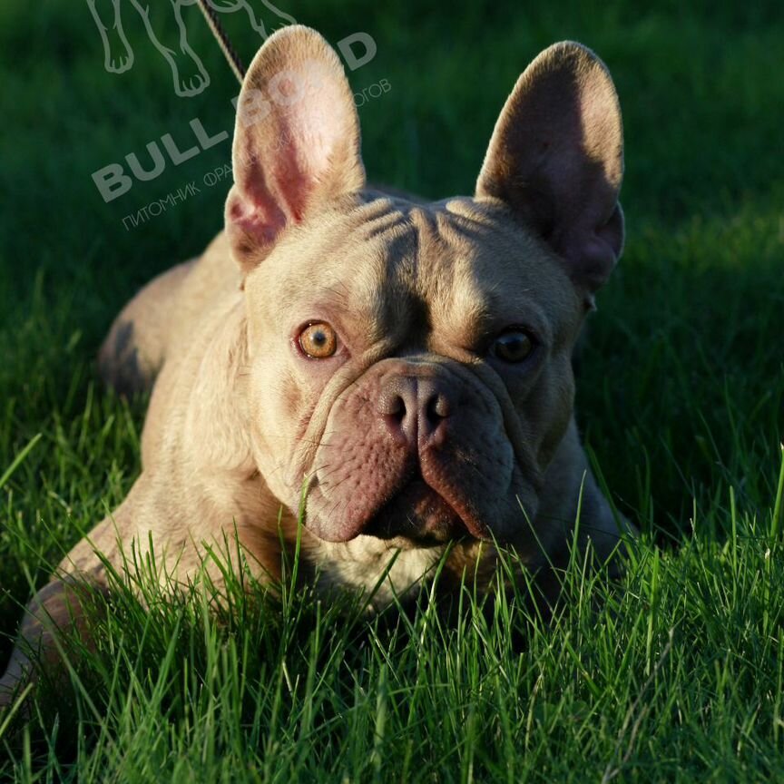 Вязка Французский бульдог изабелла Чемпион