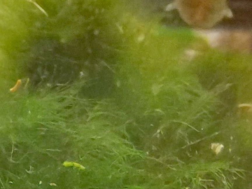 Улитки Покемоны