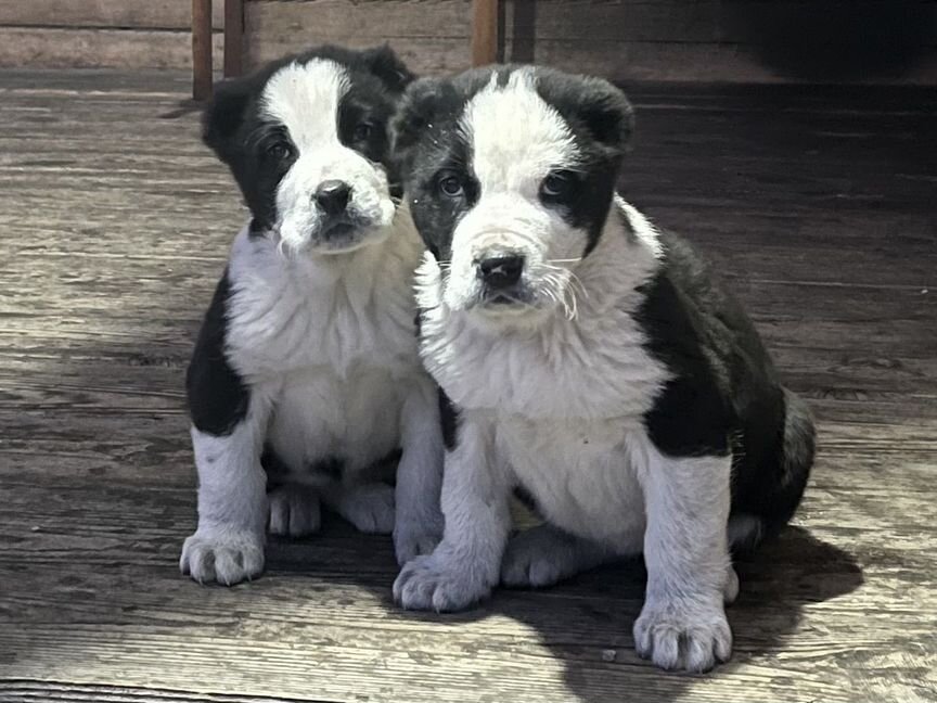 Продам щенков