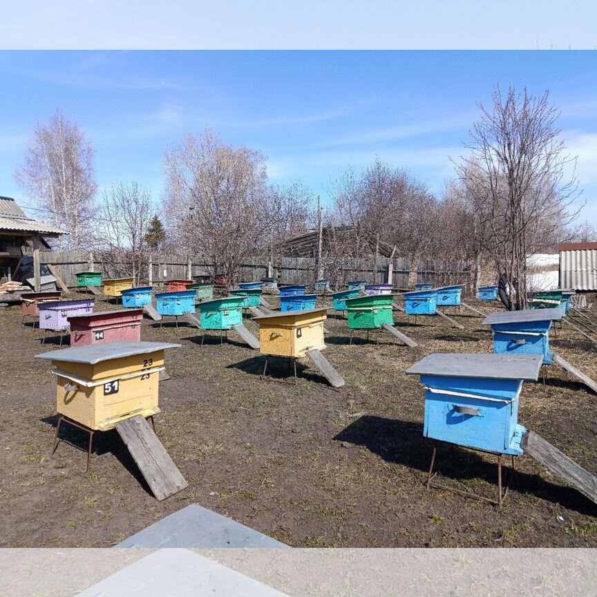 Продам пчелосемьи