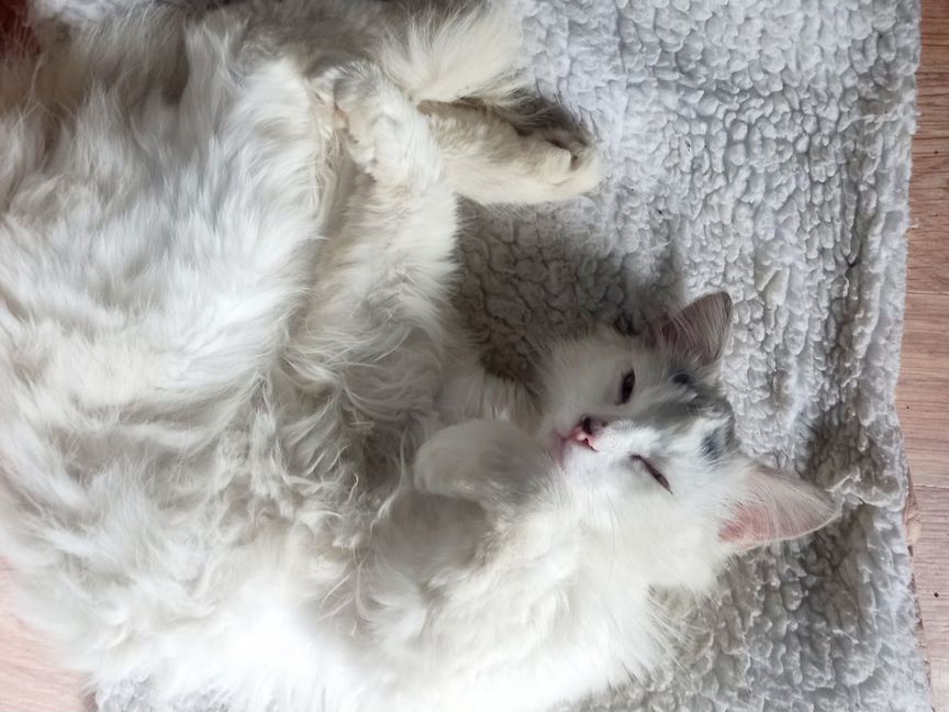 Отдам котика в частный дом