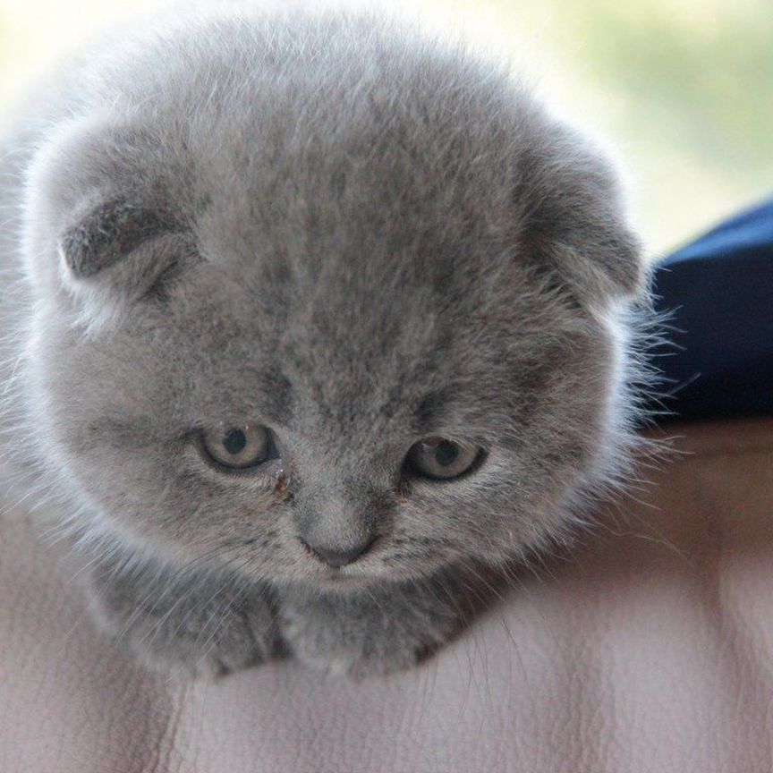 Вислоухие котята