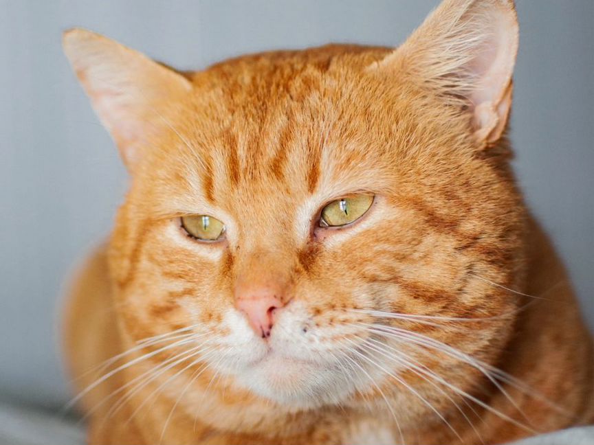 Рыжий котик ищет семью