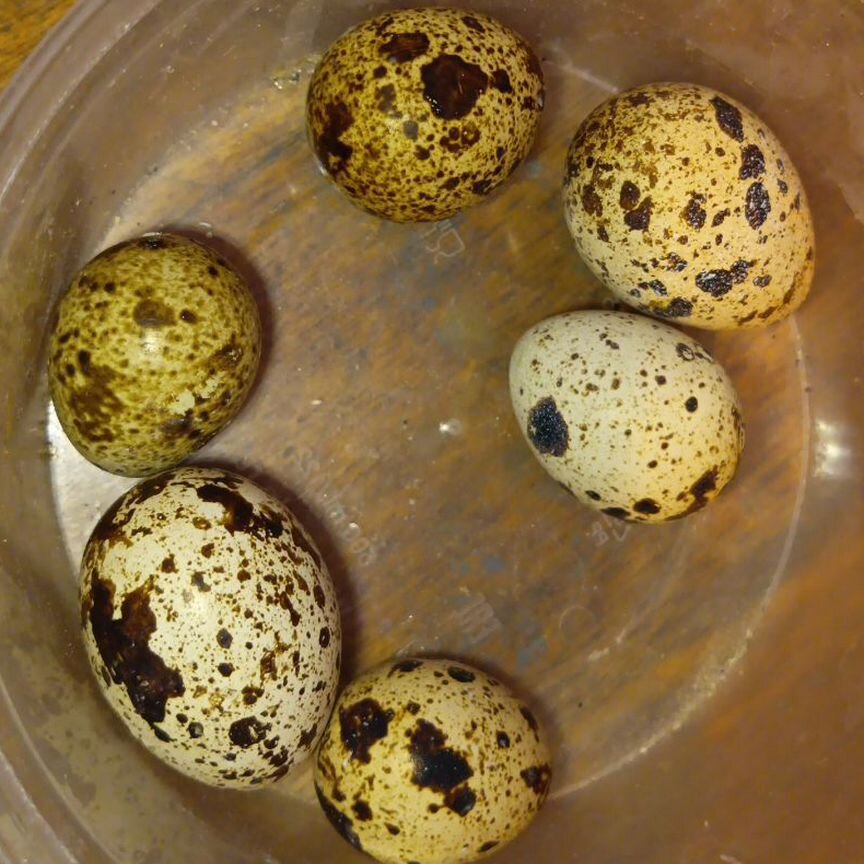Яйца перепелиные домашние