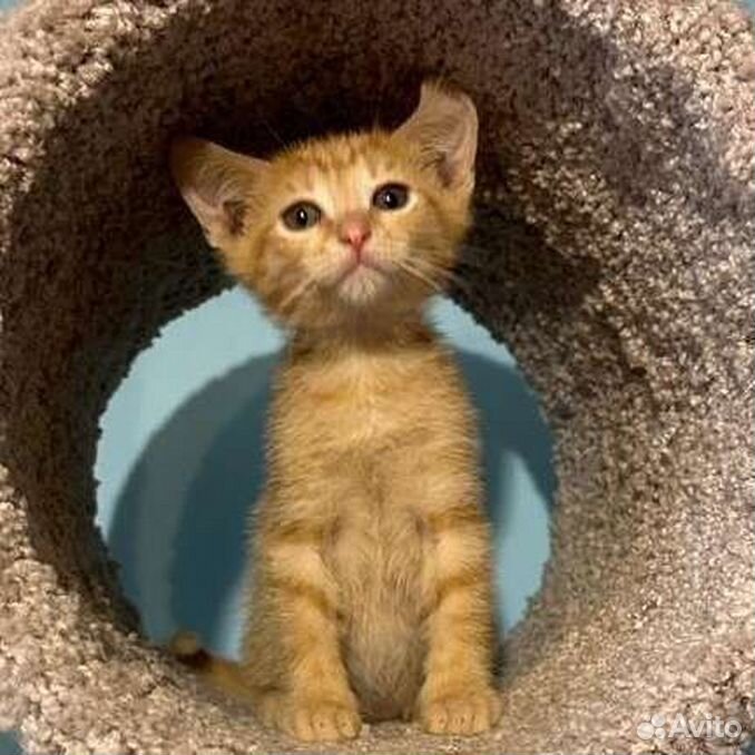 Два Рыжих Котёнка Братья Котята Умный Котёнок)