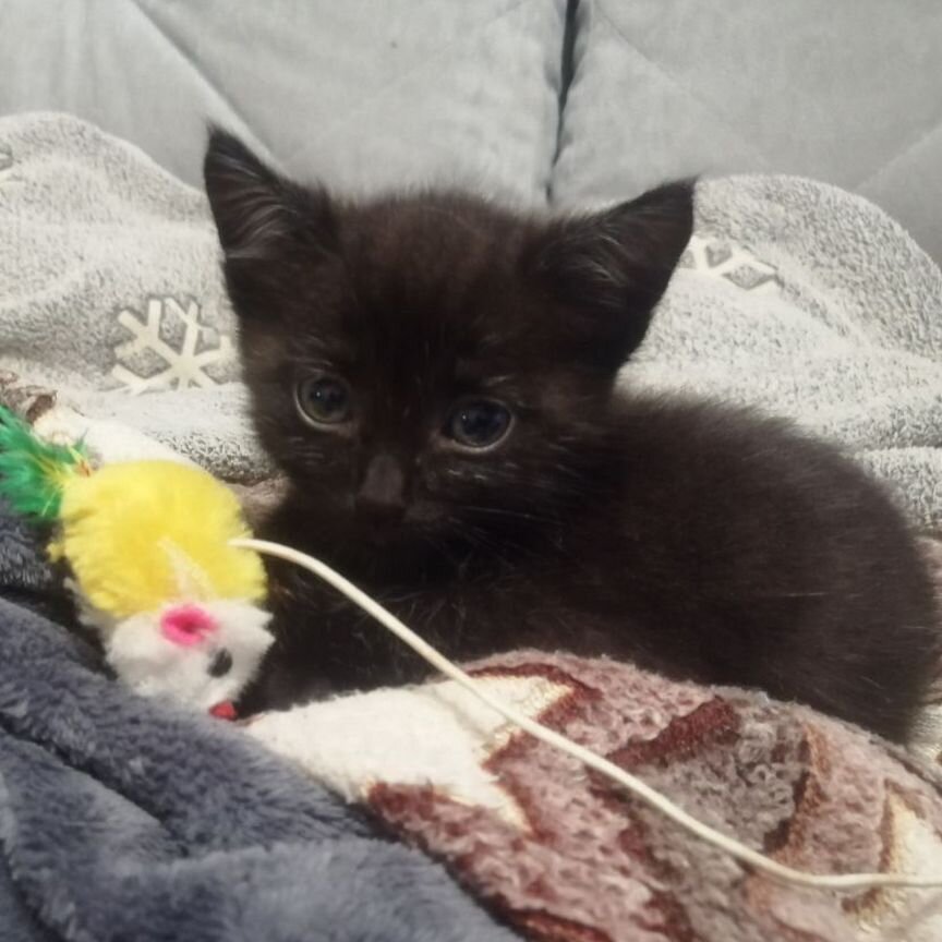 Маленький котенок ищет себе семью
