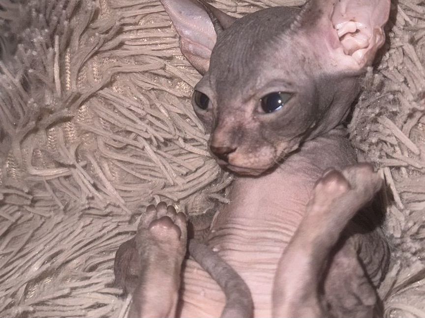 Донской сфинкс котята