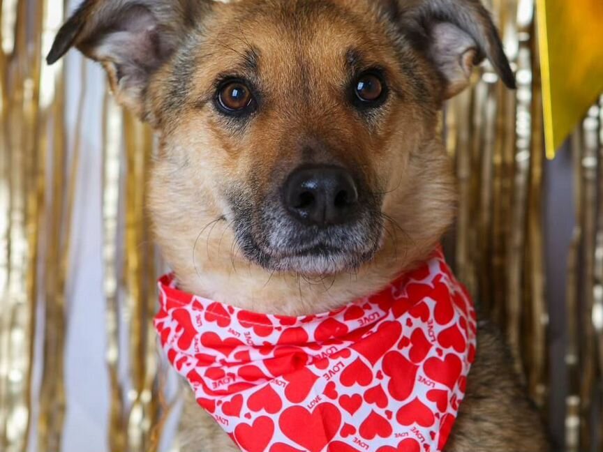 Бывшедомашняя собака оказалась в приюте