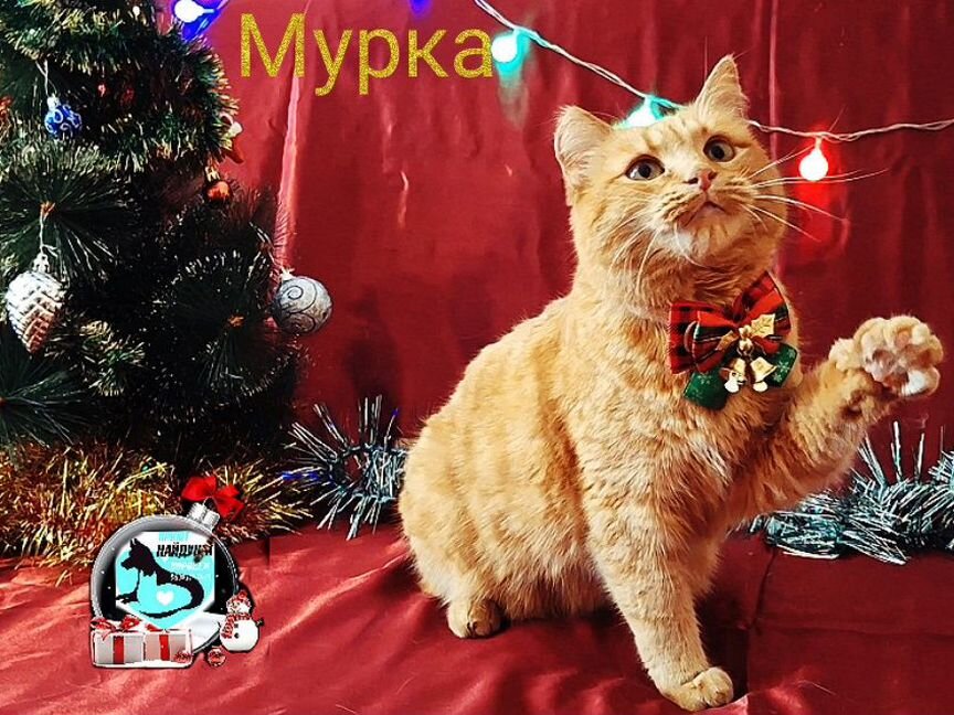 Кошка Мурочка в добрые руки