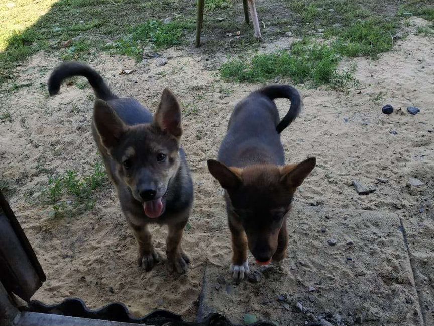 Щенки в добрые руки