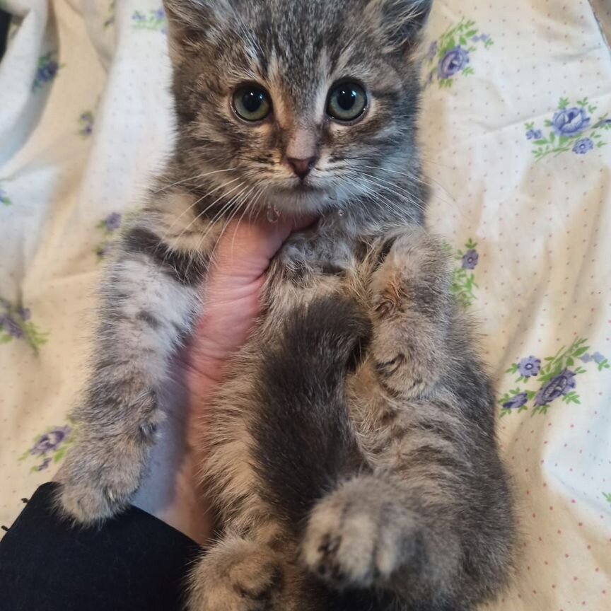 Котенок Сильвер
