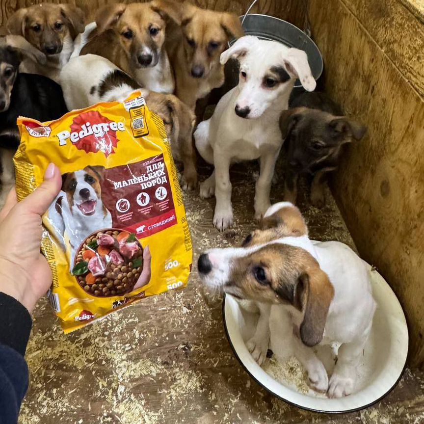 Щенок в добрые руки