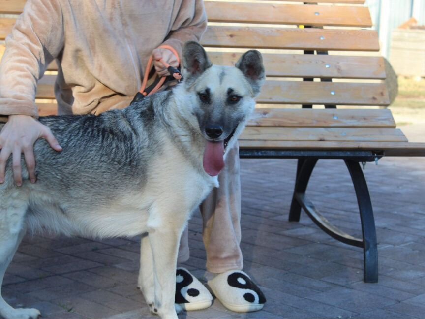 Собака в добрые руки