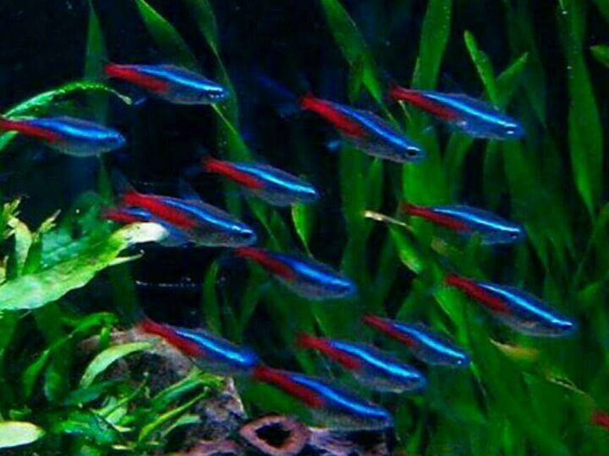 Неоны рыбки мелкие