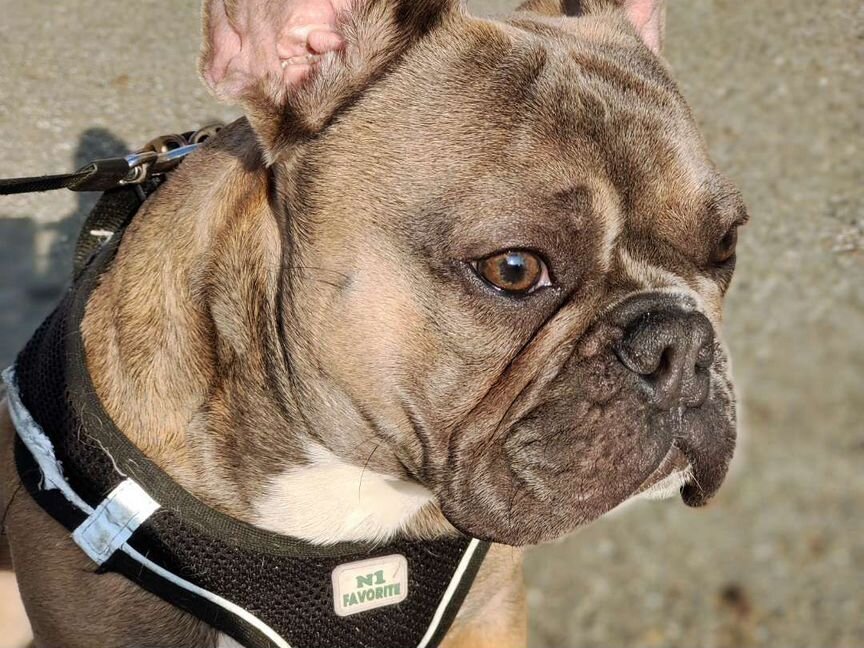 Французский бульдог