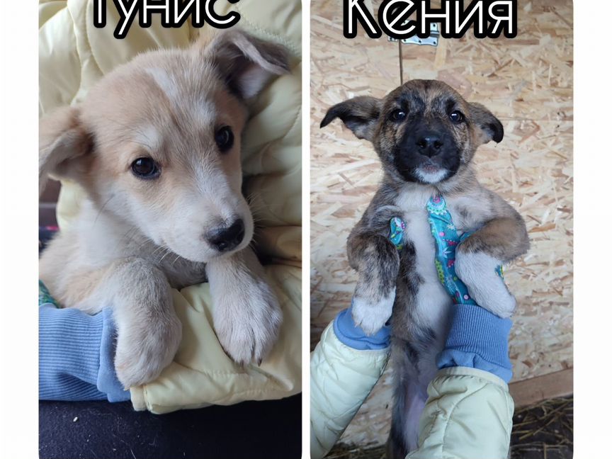 Собака,щенок в добрые руки