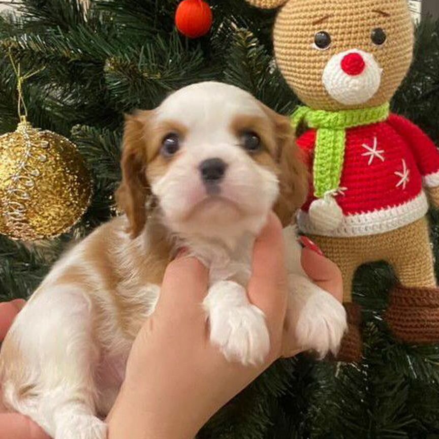 Кавалер кинг-чарльз-спаниель, щенок