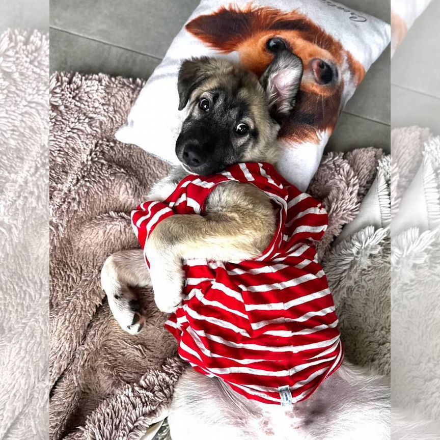 Среднеазиатская овчарка, щенок