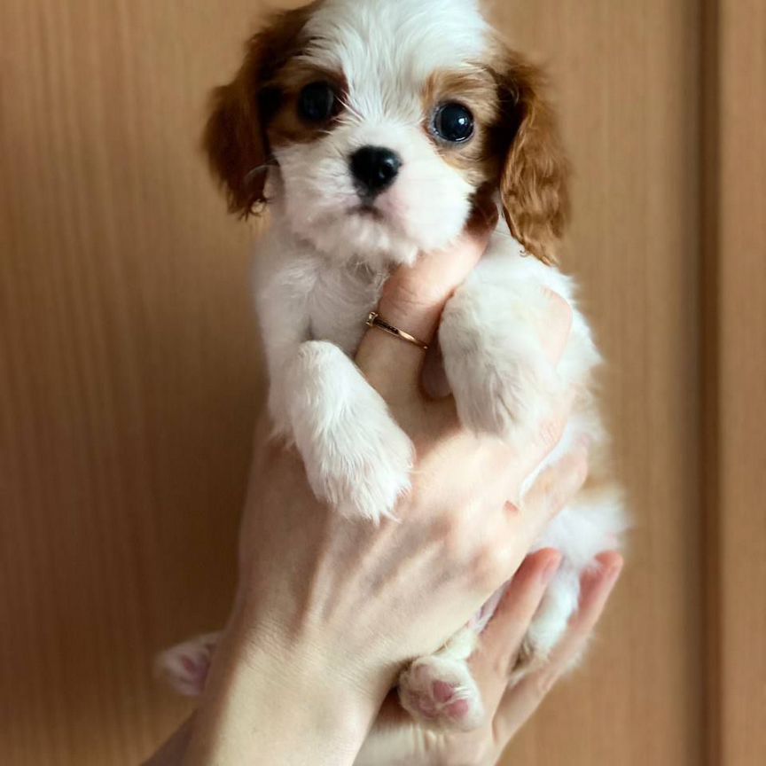 Кавалер кинг чарльз спаниель