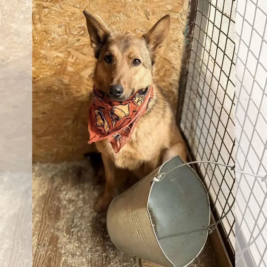 Взрослый пёс в добрые руки