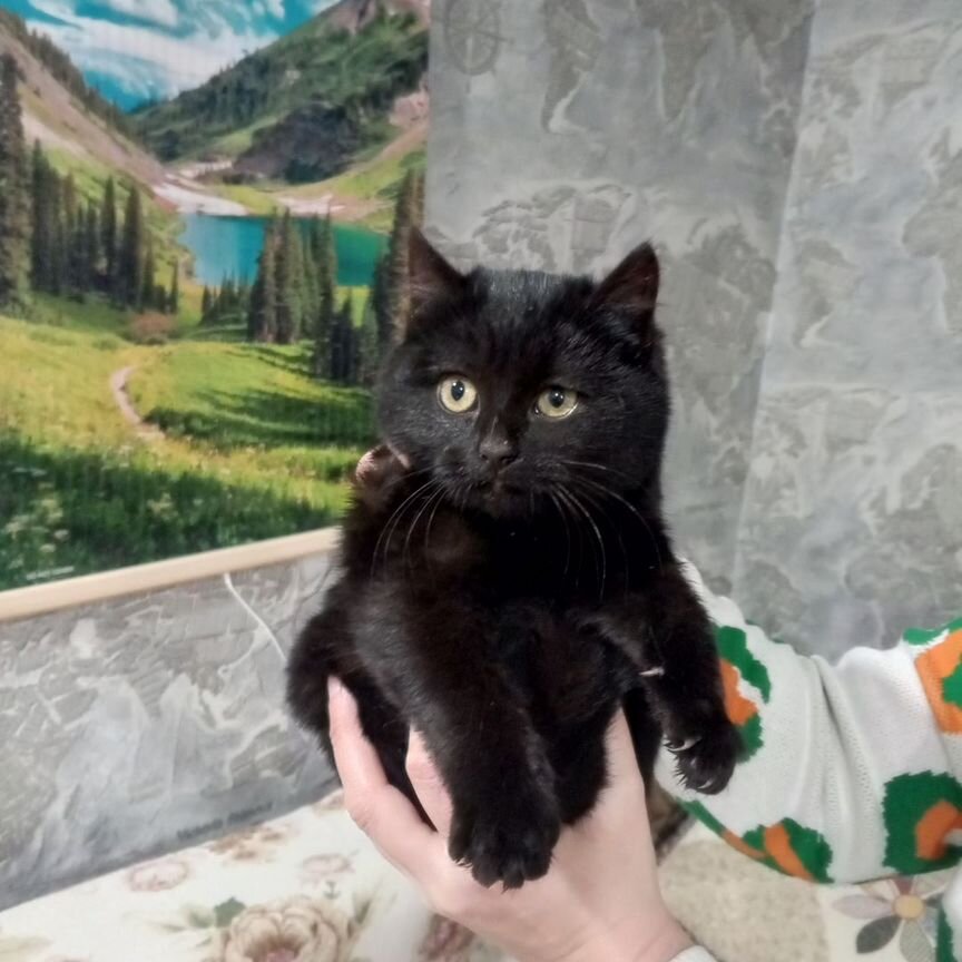Котята в добрые руки бесплатно