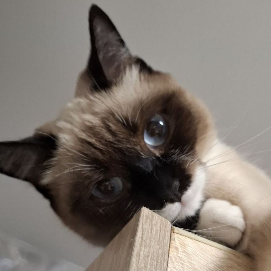 Сиамская кошка, взрослая