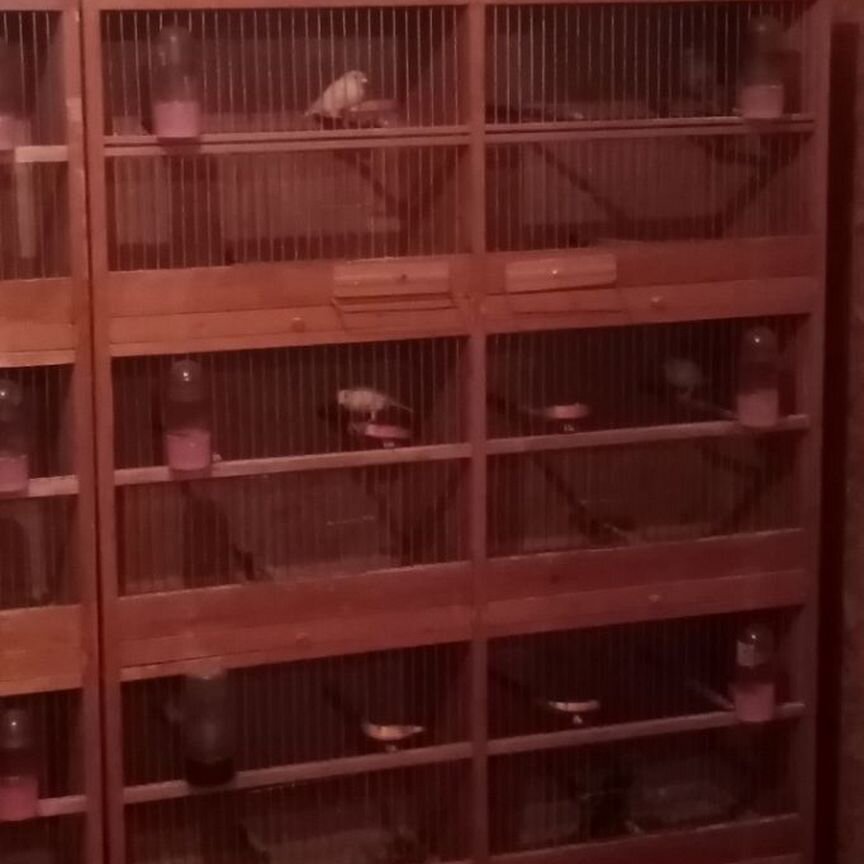 Клетка бокс для птиц