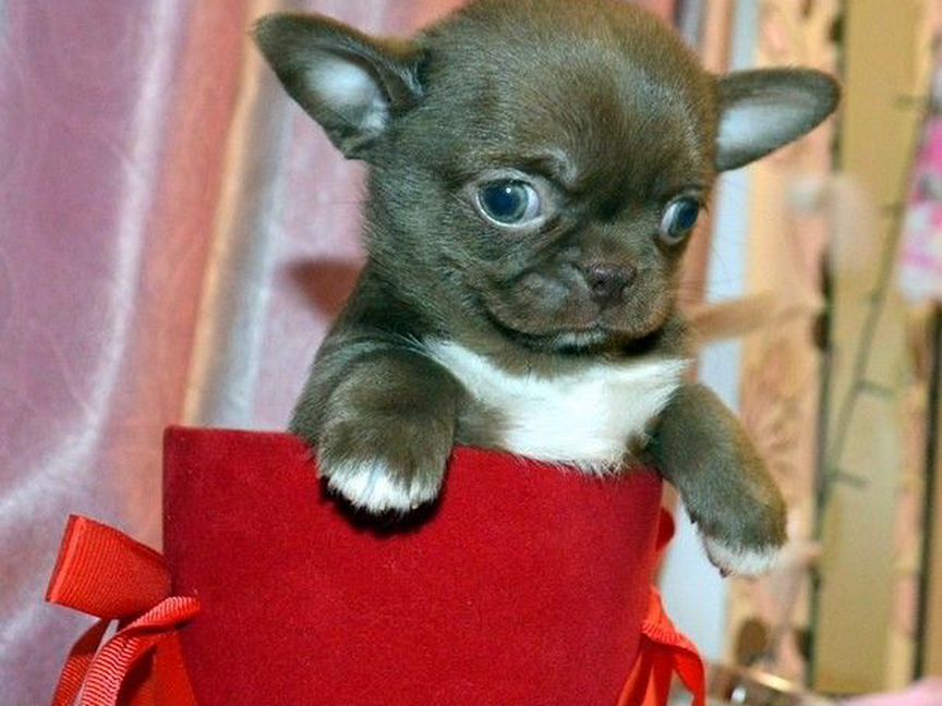 Чихуахуа красивые девочки, большой выбор мальчиков