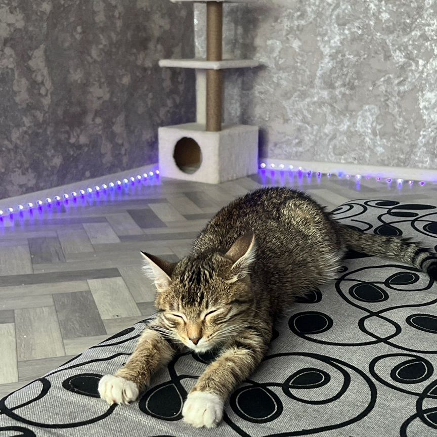 Кот