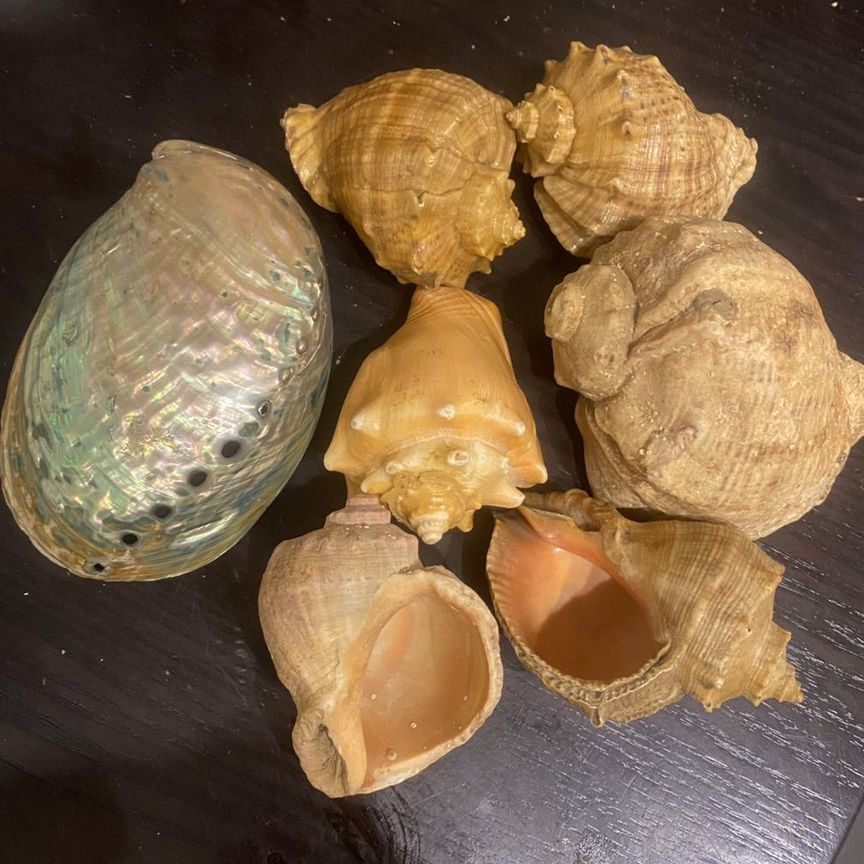 Ракушки для аквариума