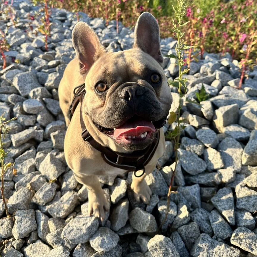 Французский бульдог, взрослая собака