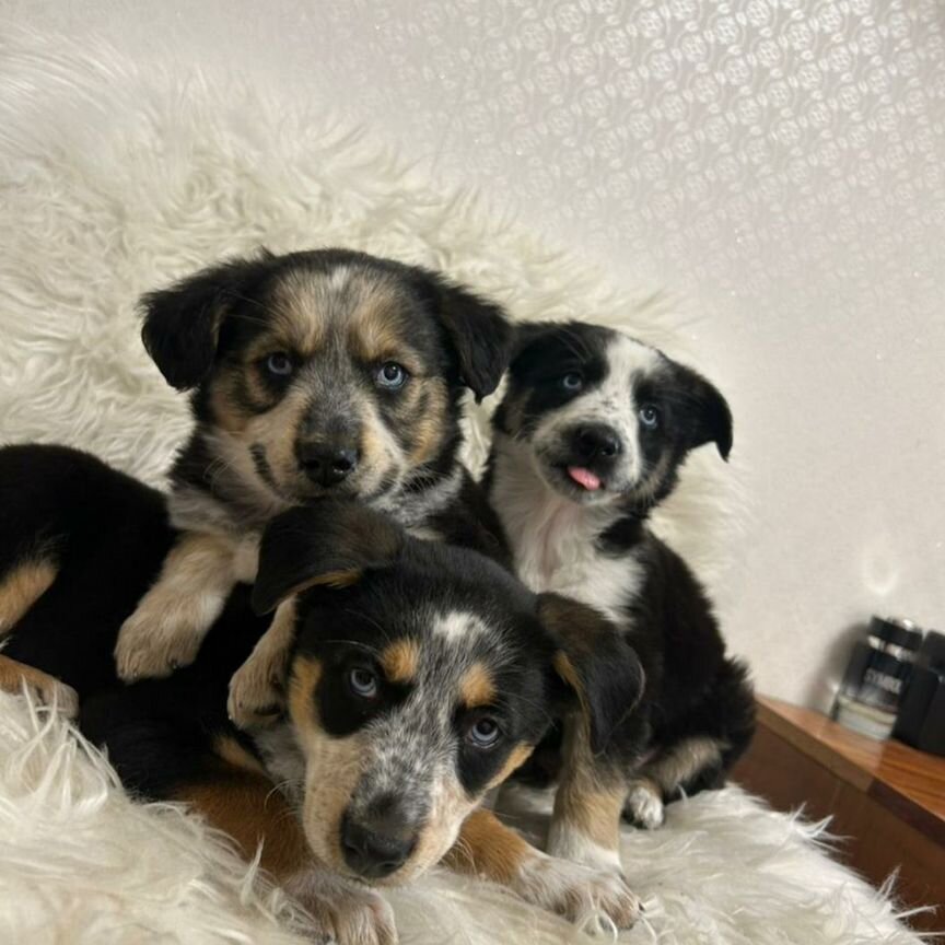 Щенята малыши