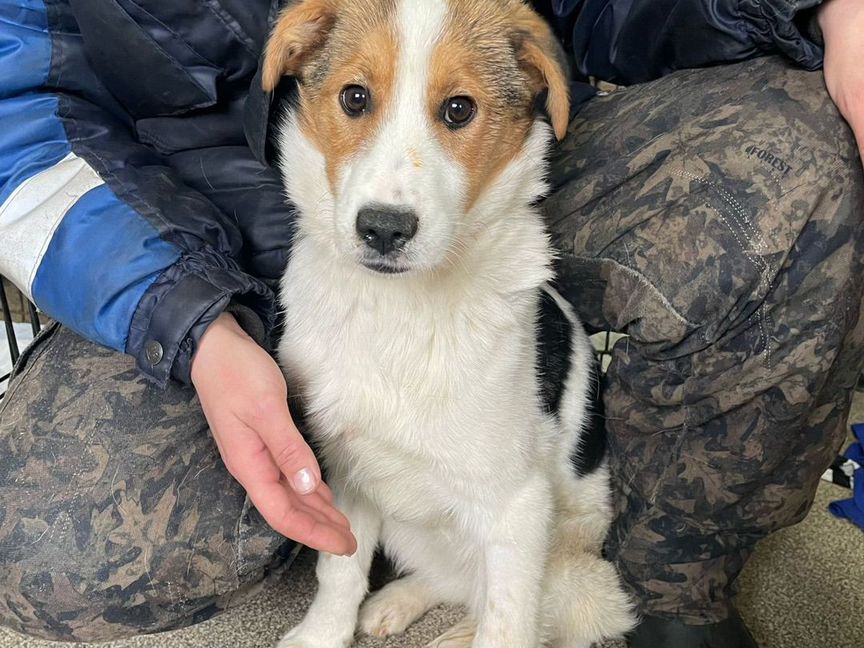 Собаки маленькие бесплатно в добрые руки
