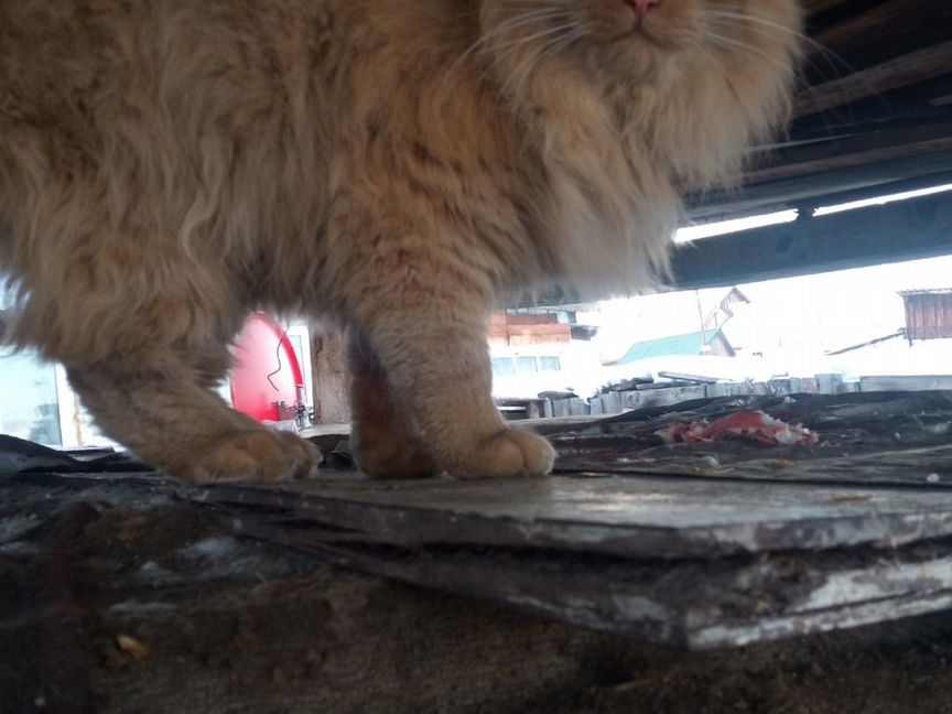 Рыжий красавец ищет дом