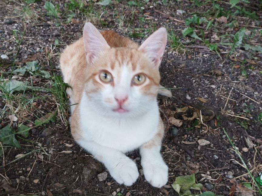 Кастрированный молодой котик