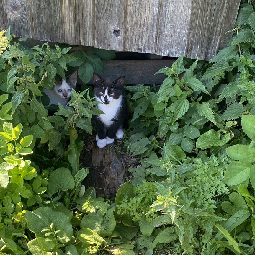 Котята в добрые руки даром бесплатно