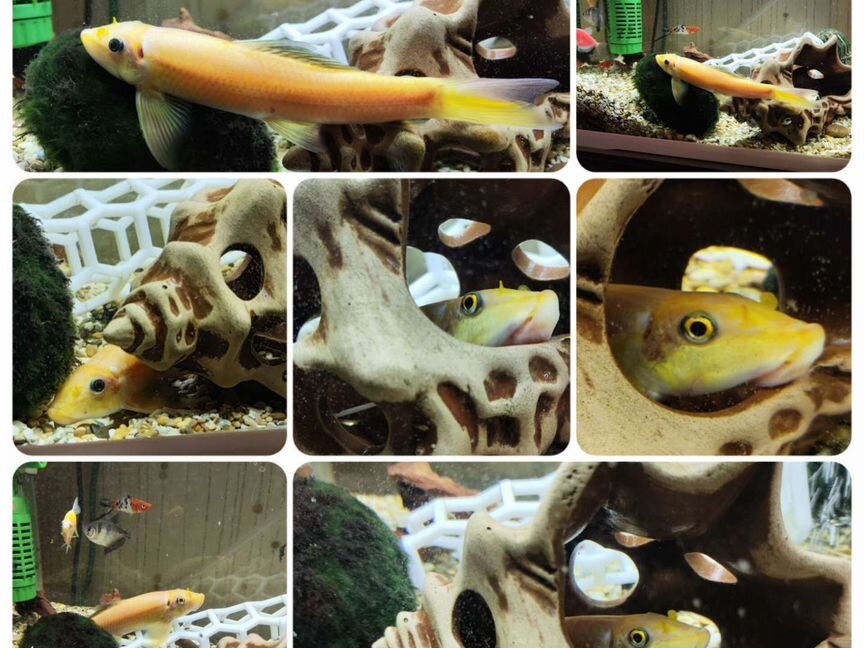 Геринохейлус золотистый (сом лисичка) 12см