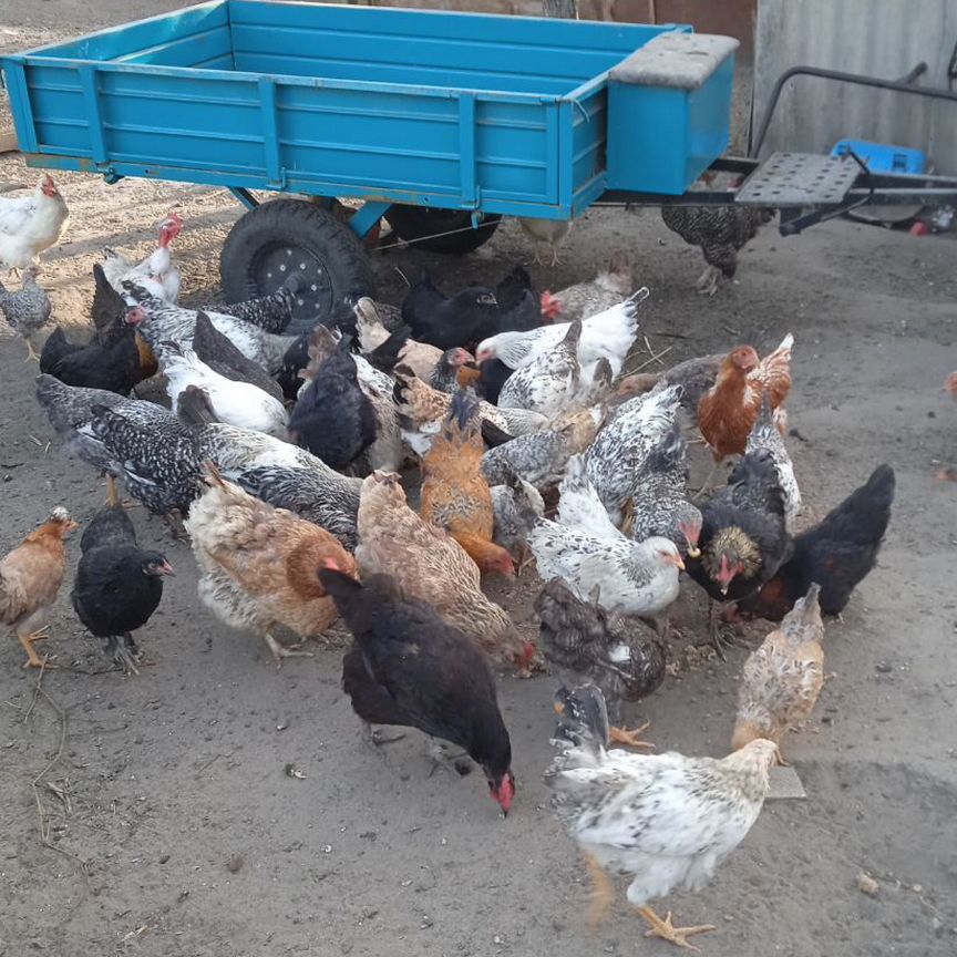 Продам кур молодок