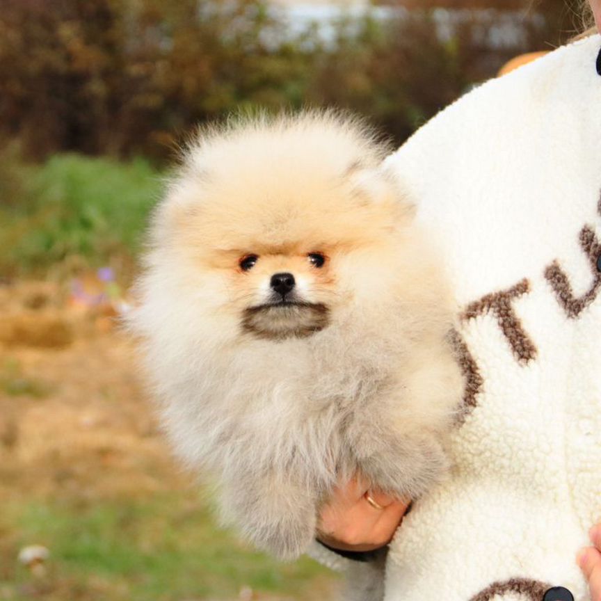 Померанчик очень красивый