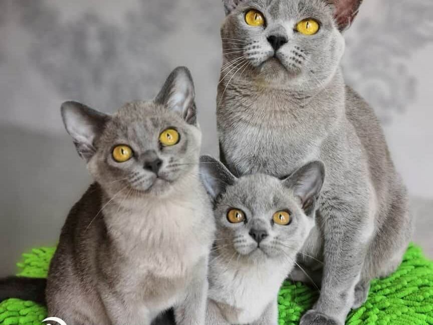 Бурманская кошка