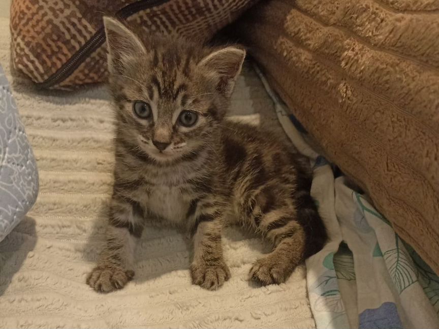 Котенок курильского бобтейла