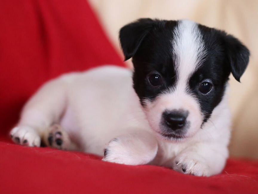 Джек рассел терьер бело-черная