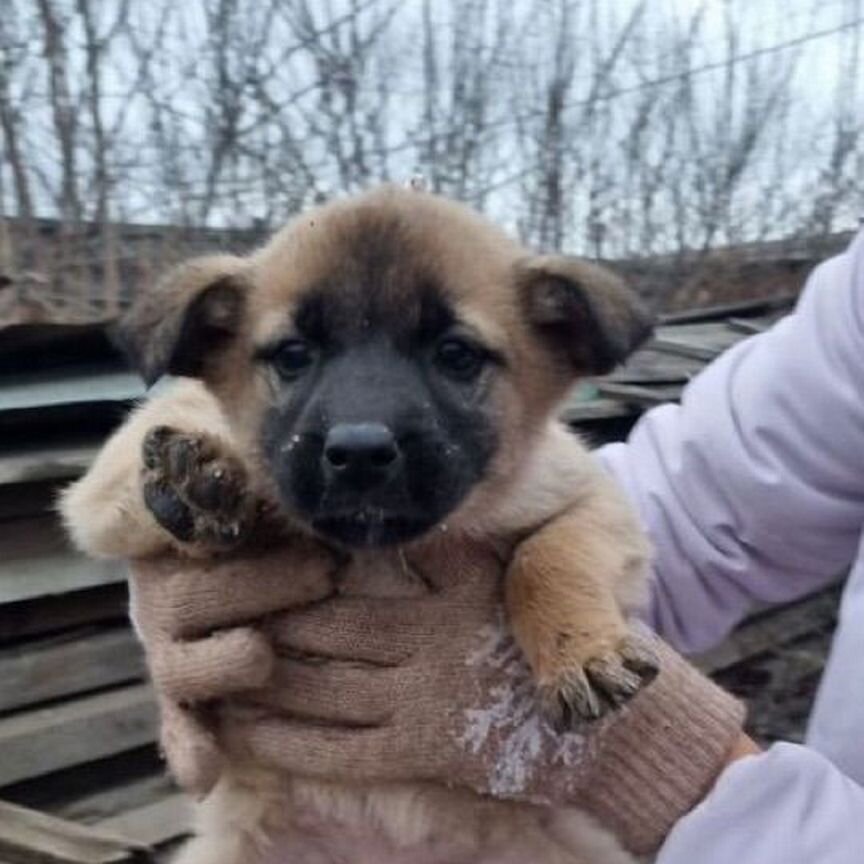 Щенок девочка 1,5 мес